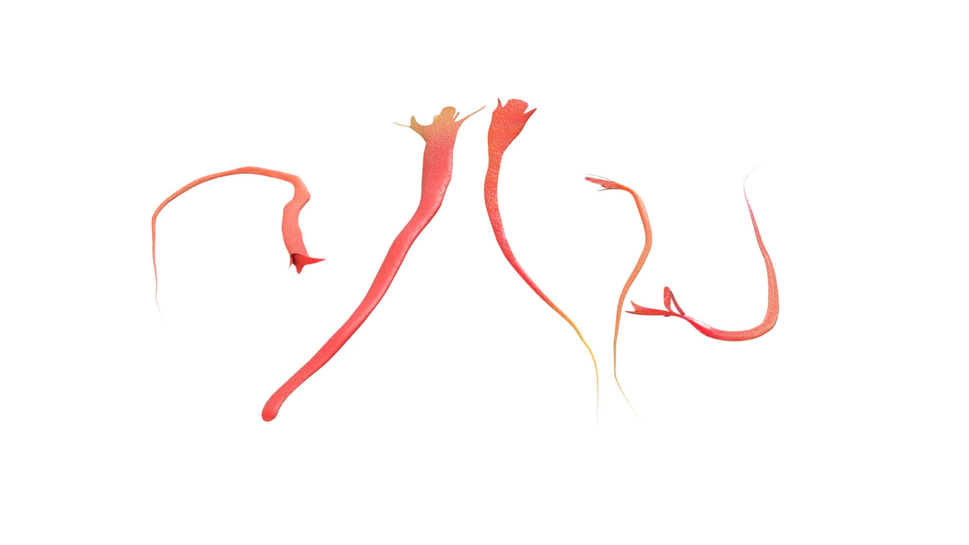 Saffron 3D Model by 3dstudio