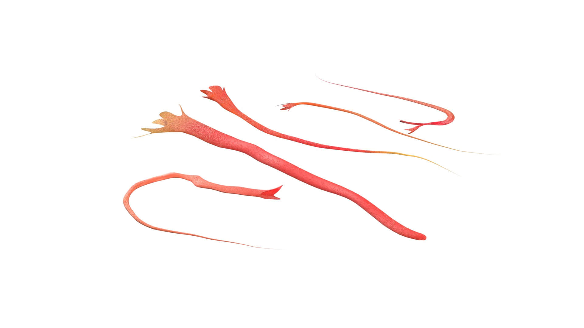 Saffron 3D Model by 3dstudio