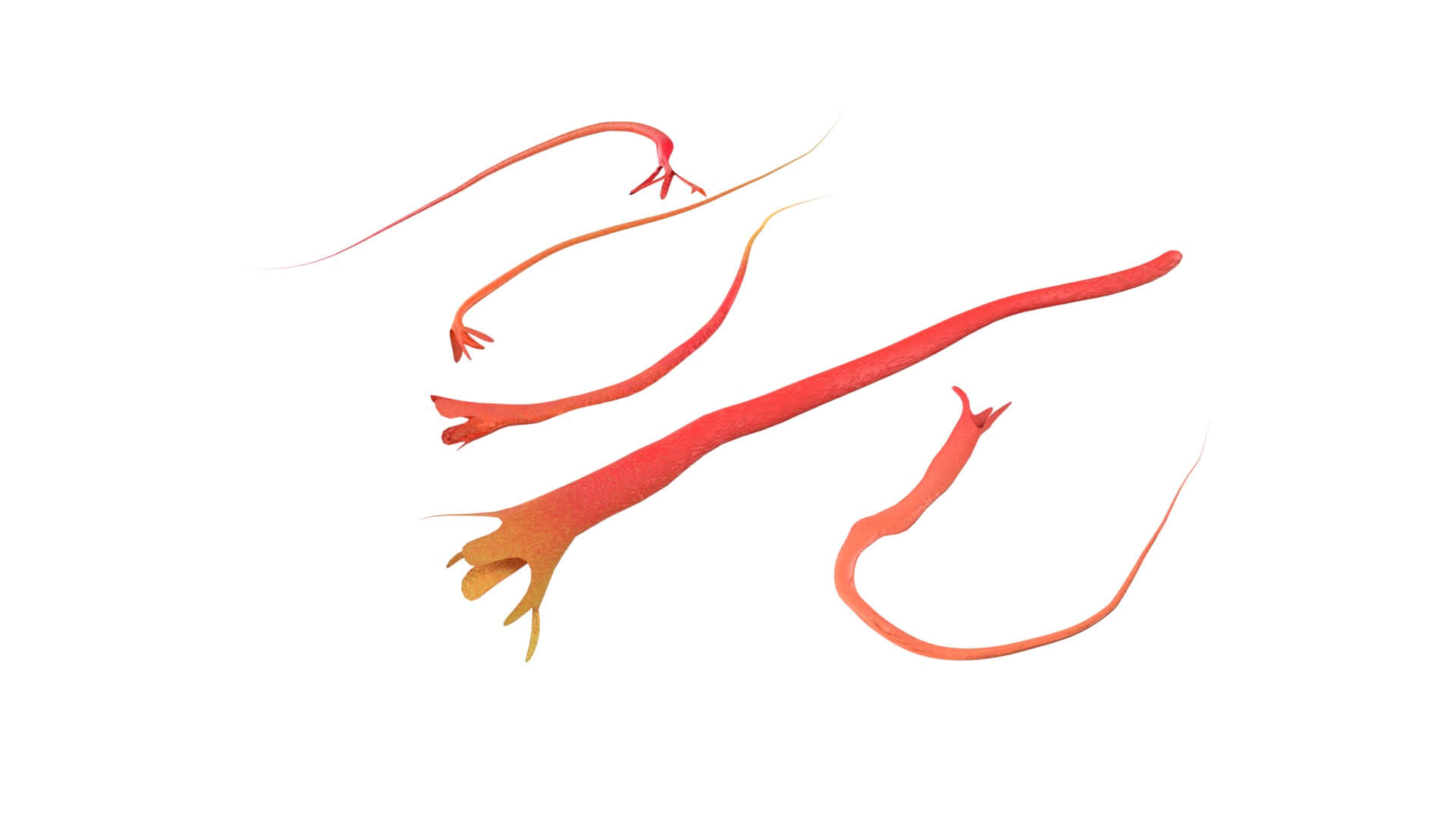 Saffron 3D Model by 3dstudio