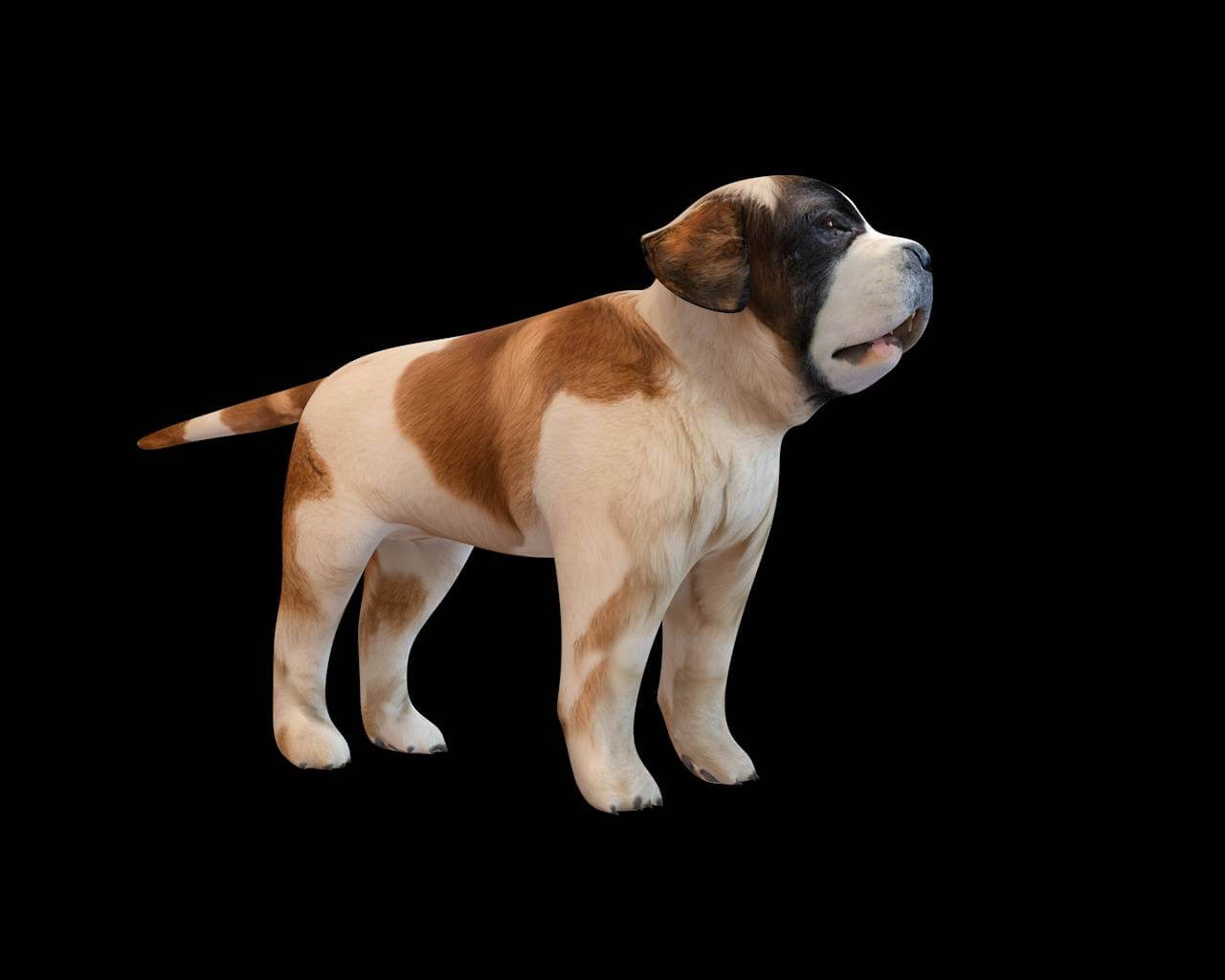 Saint Bernard Dog - 3D Model by 3dstudio