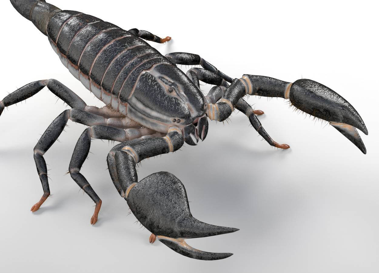 Scorpion - 3D Model by 3dstudio
