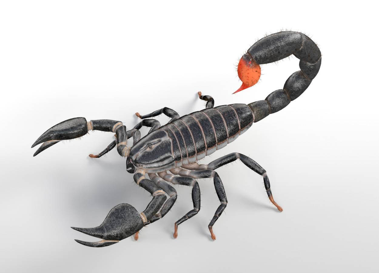 Scorpion - 3D Model by 3dstudio