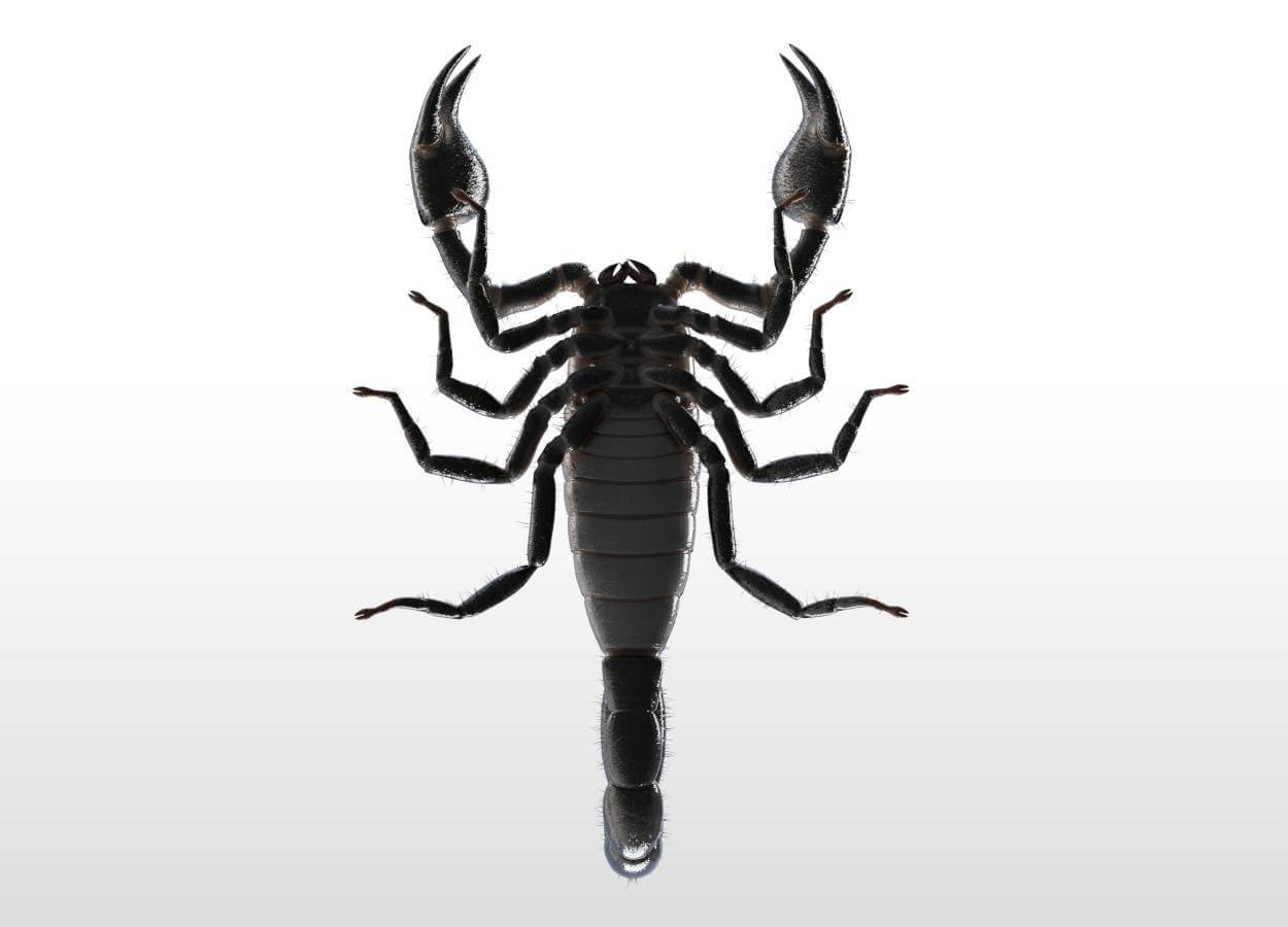 Scorpion - 3D Model by 3dstudio