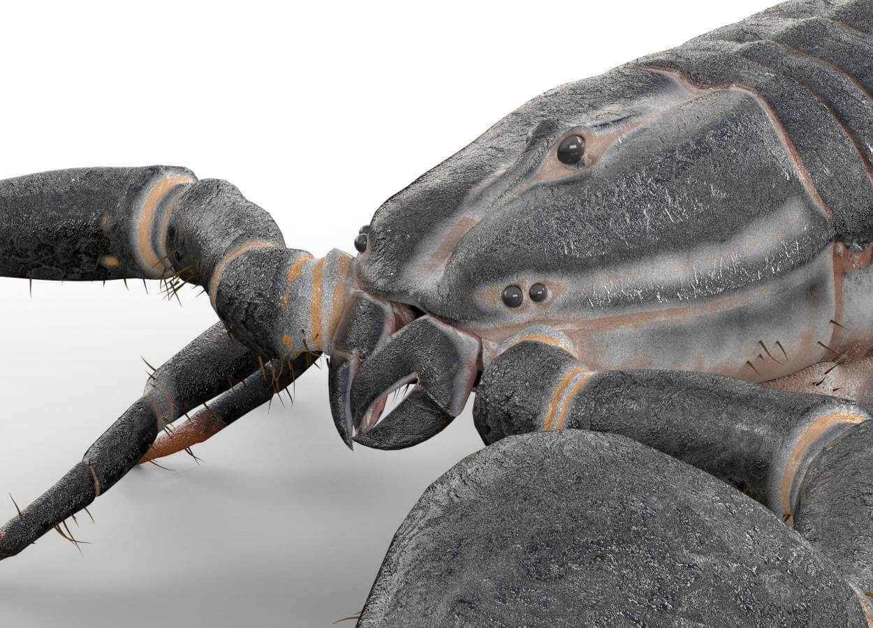 Scorpion - 3D Model by 3dstudio