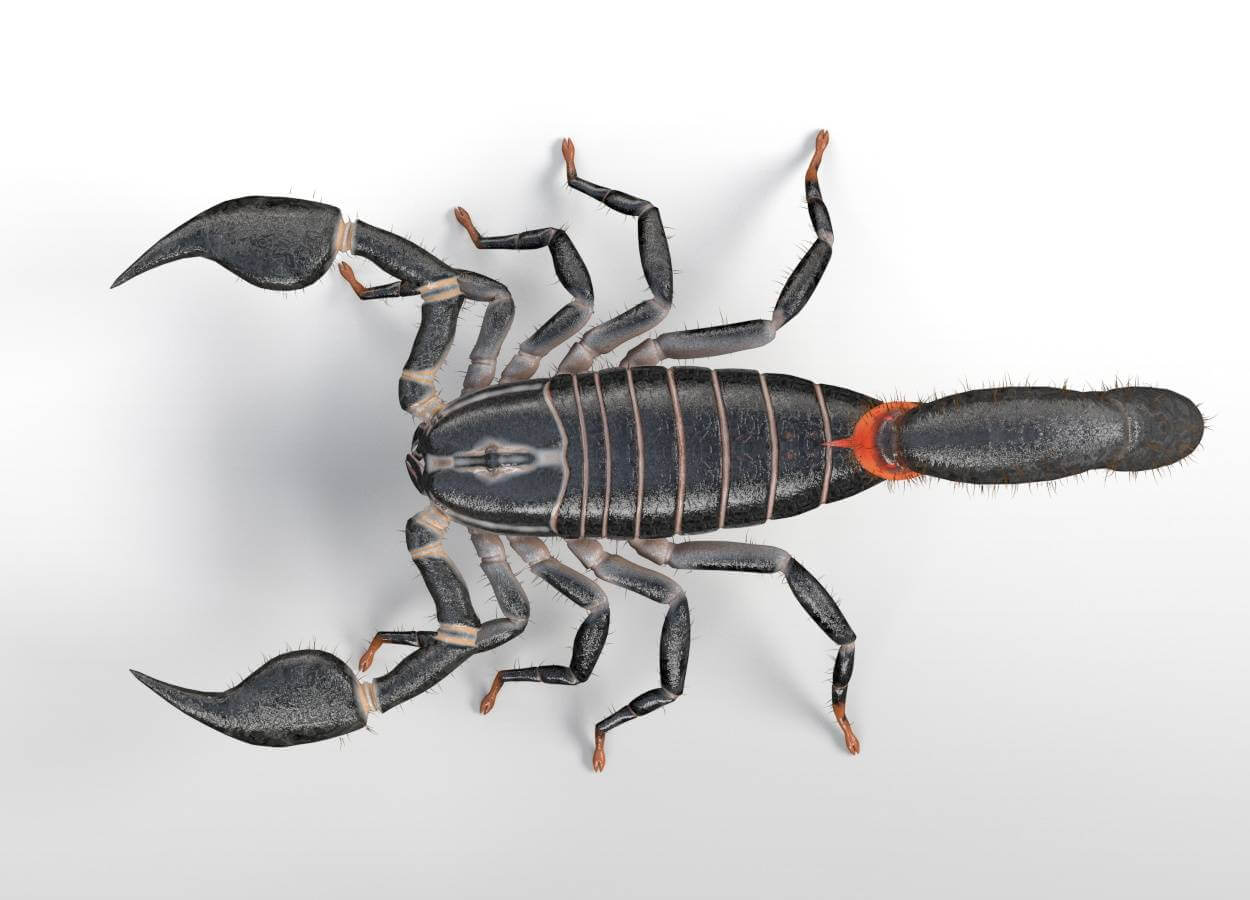 Scorpion - 3D Model by 3dstudio