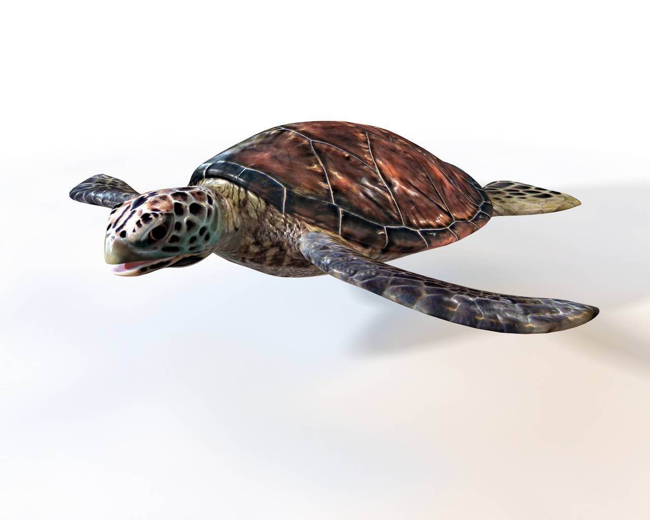 Sea Turtle - 3D Model by 3dstudio