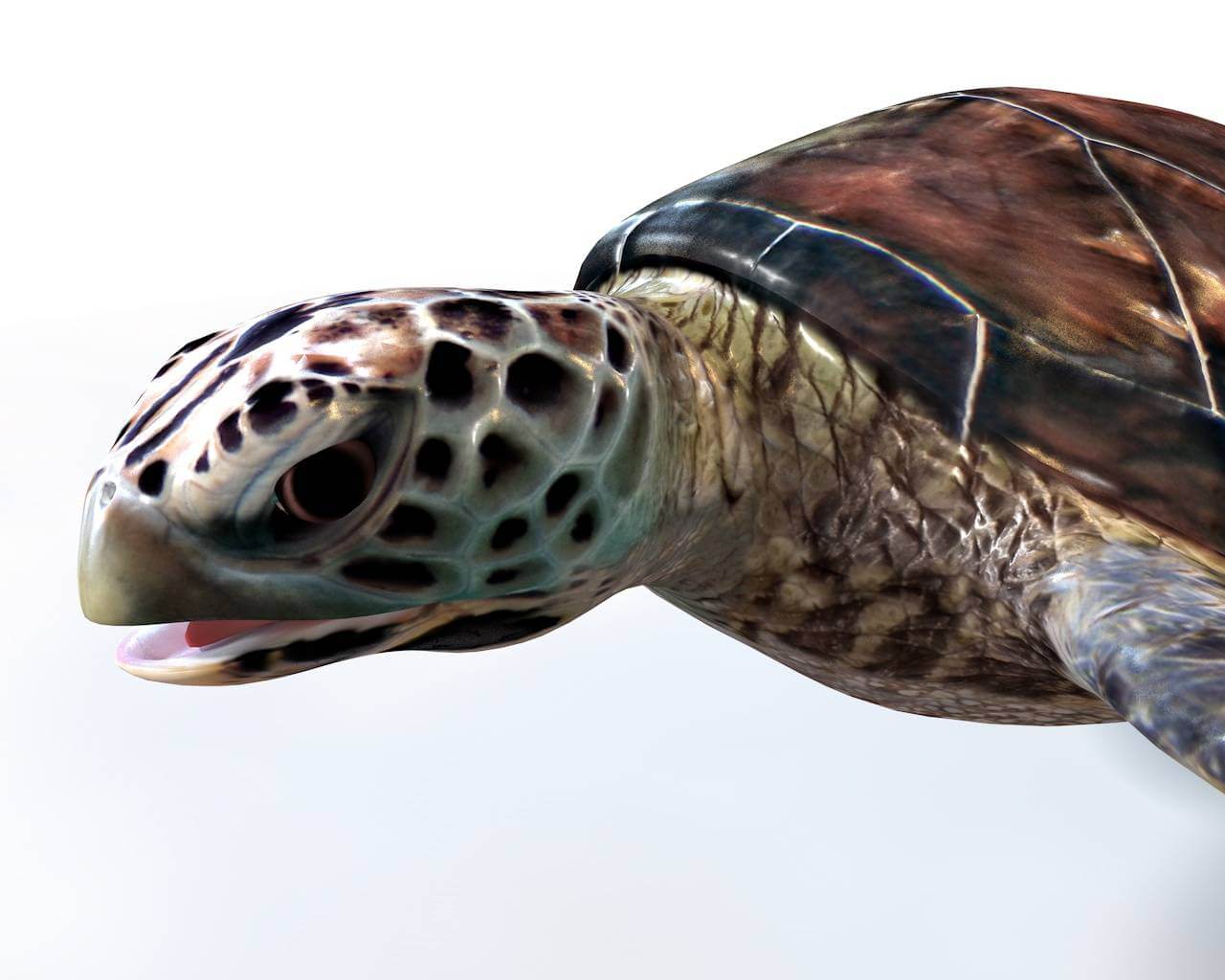 Sea Turtle - 3D Model by 3dstudio
