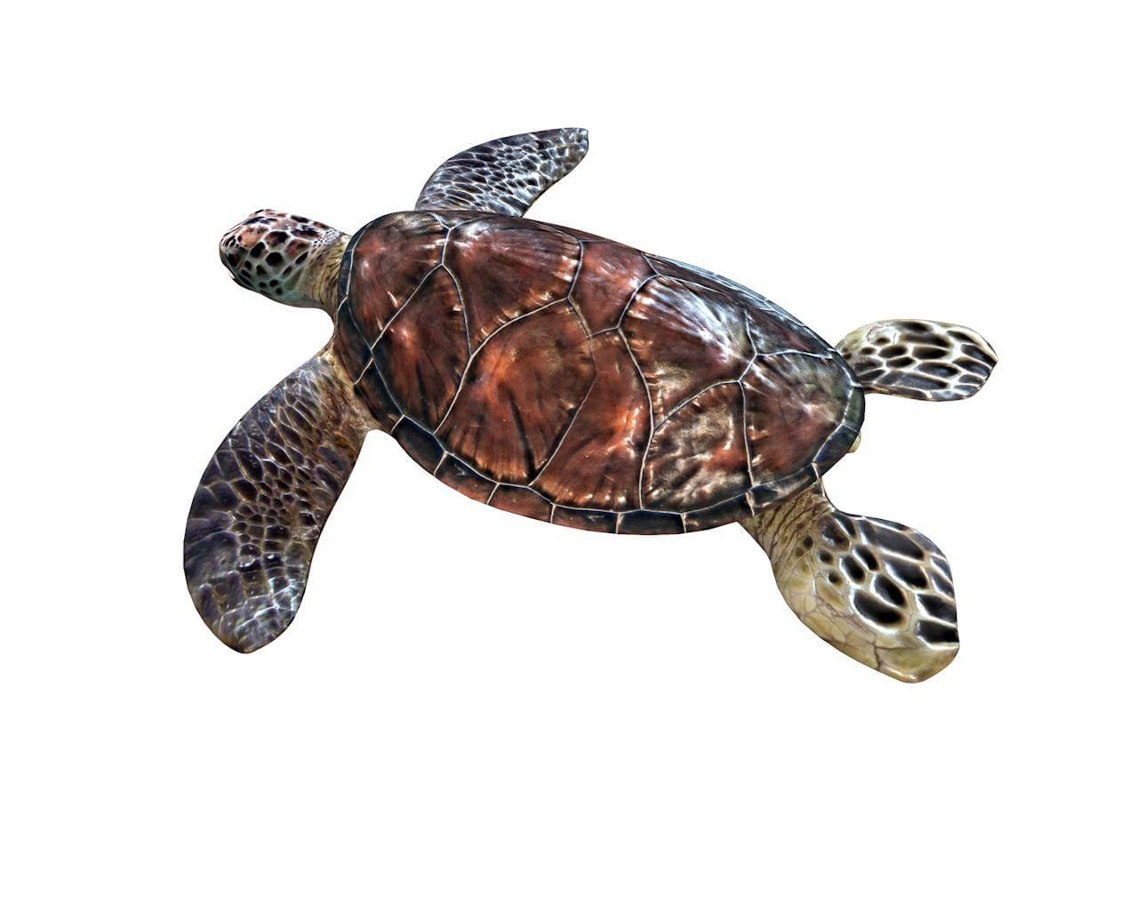 Sea Turtle - 3D Model by 3dstudio