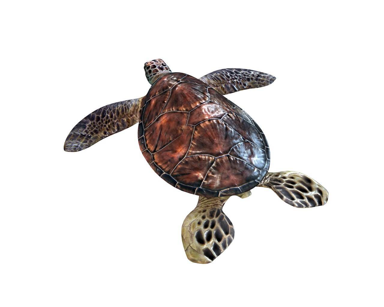 Sea Turtle - 3D Model by 3dstudio
