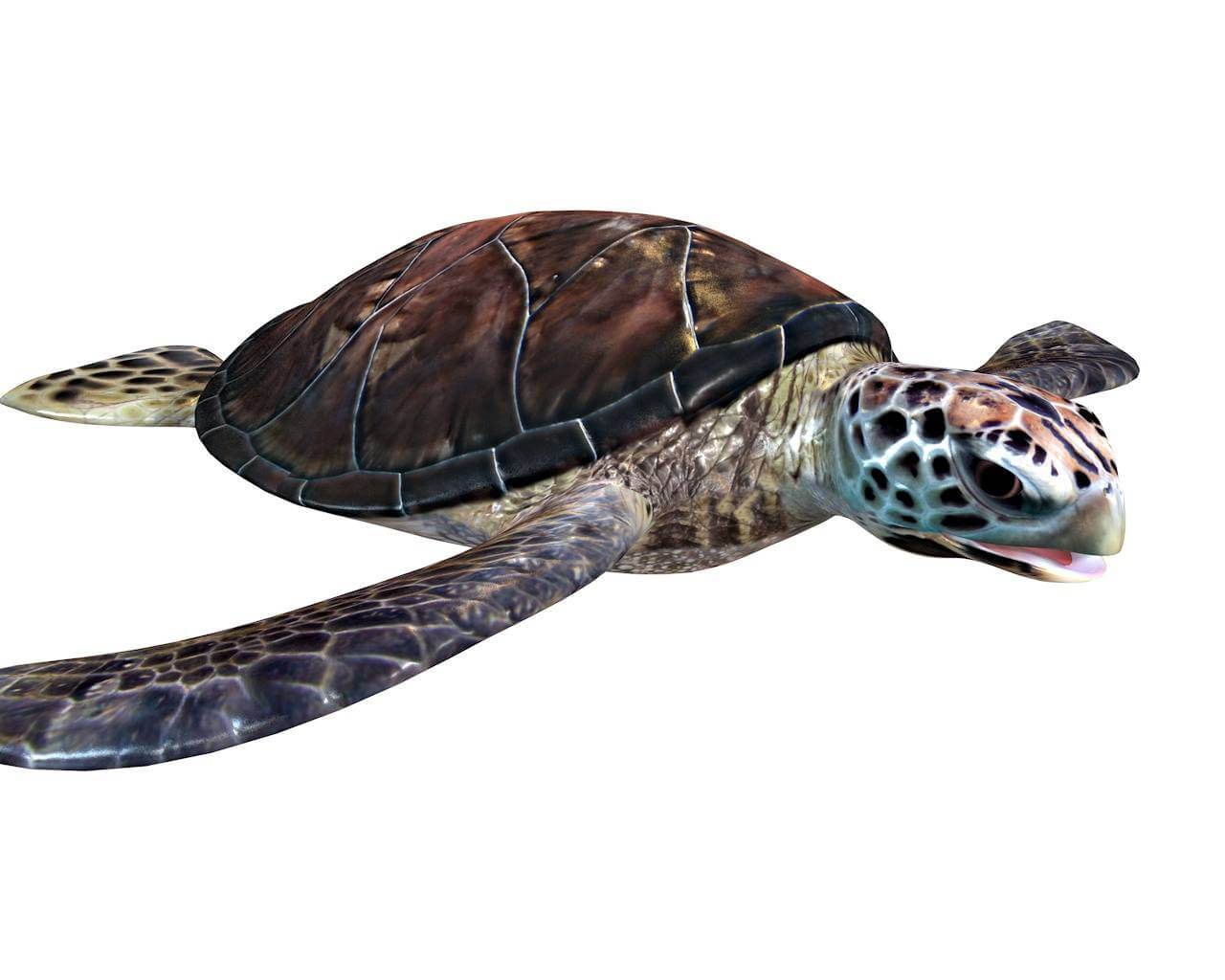 Sea Turtle - 3D Model by 3dstudio