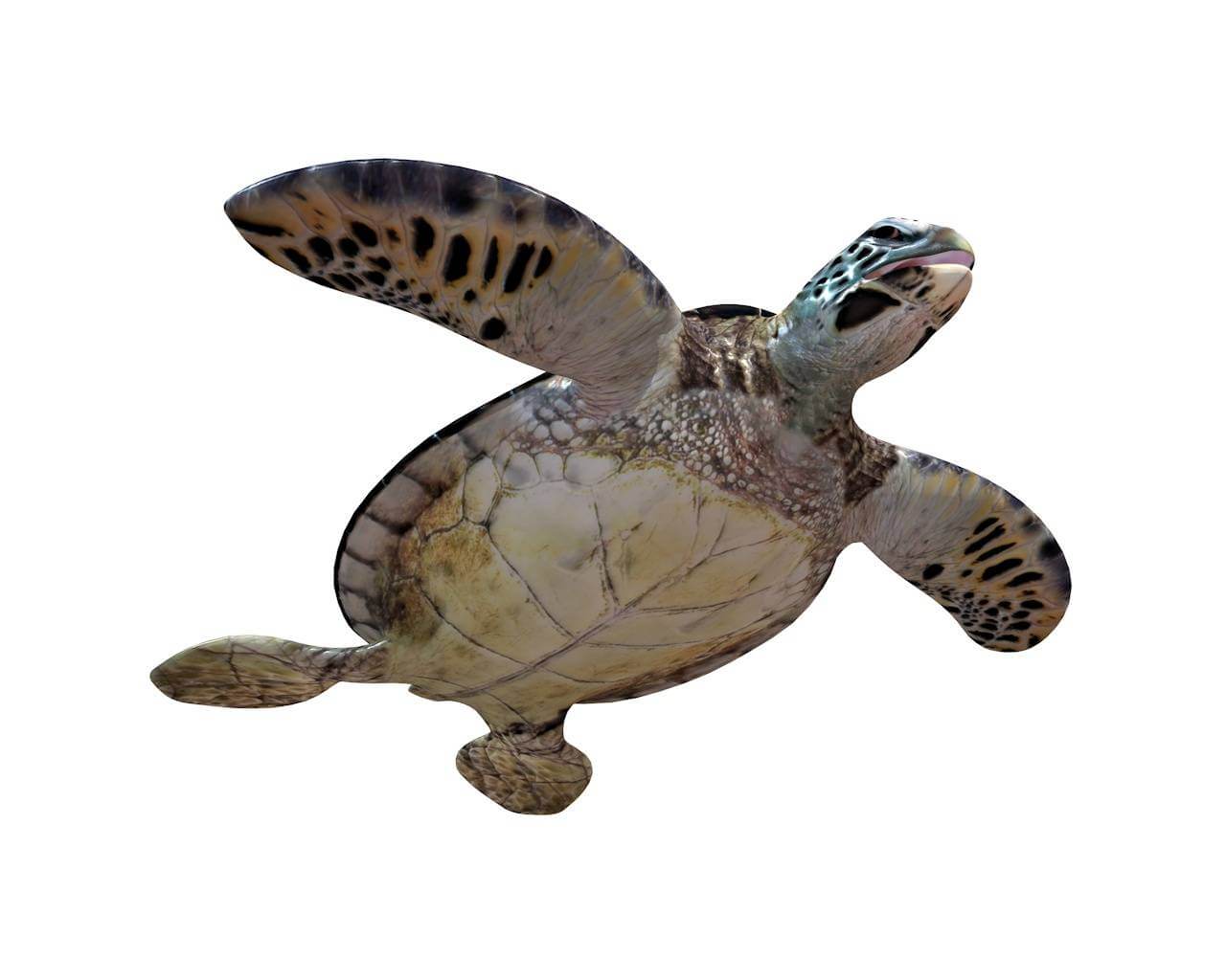 Sea Turtle - 3D Model by 3dstudio