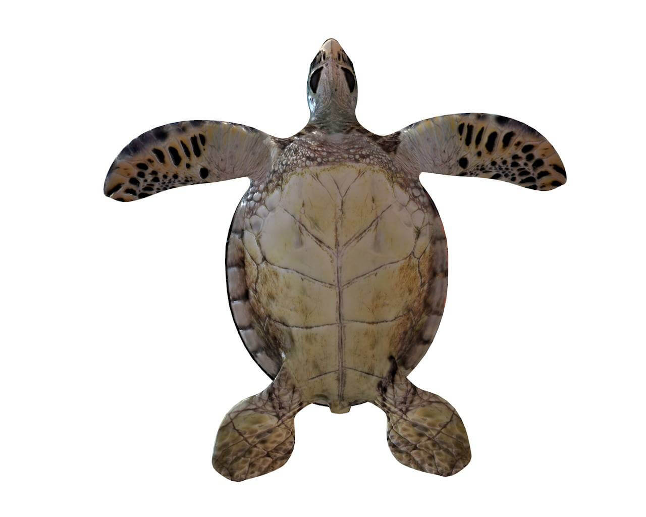 Sea Turtle - 3D Model by 3dstudio
