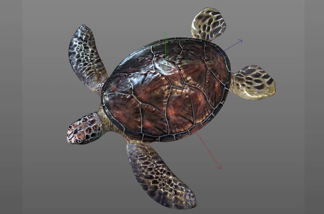 Sea Turtle - 3D Model by 3dstudio