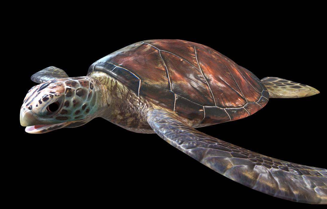 Sea Turtle - 3D Model by 3dstudio