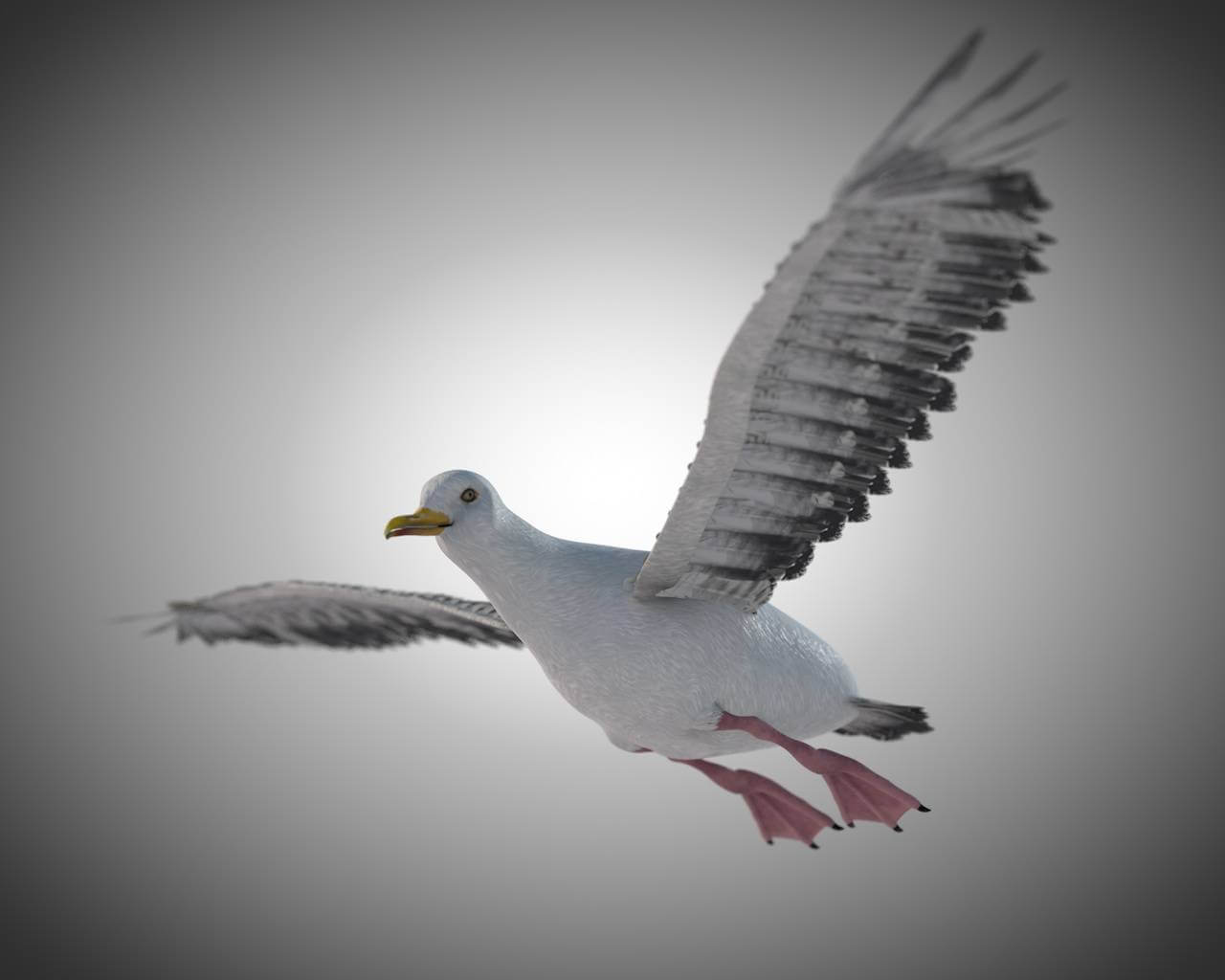 Seagull - 3D Model by 3dstudio