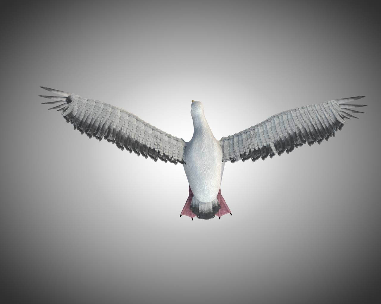 Seagull - 3D Model by 3dstudio