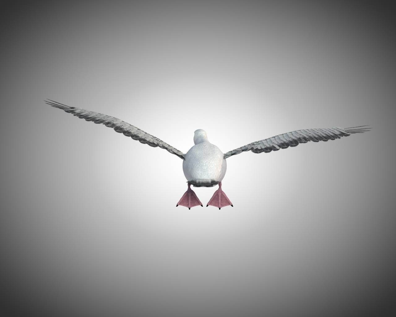 Seagull - 3D Model by 3dstudio