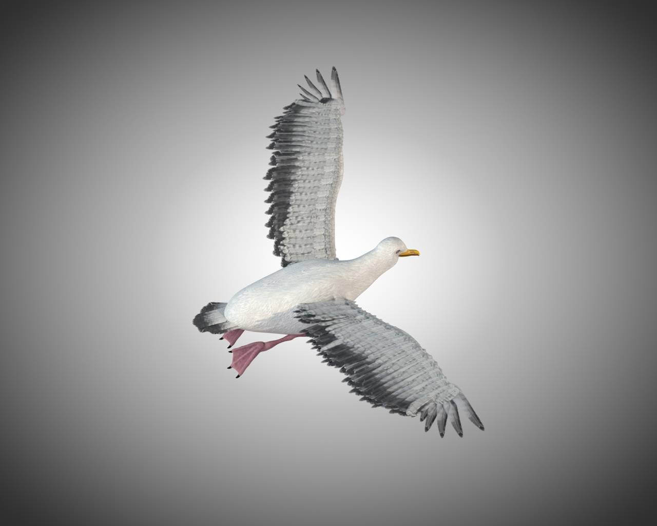 Seagull - 3D Model by 3dstudio