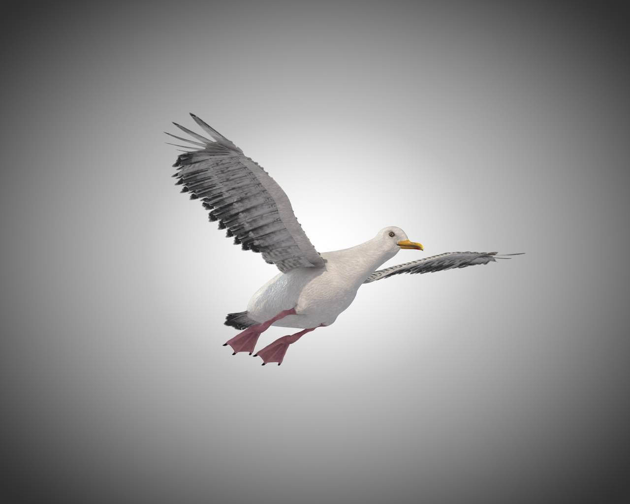 Seagull - 3D Model by 3dstudio