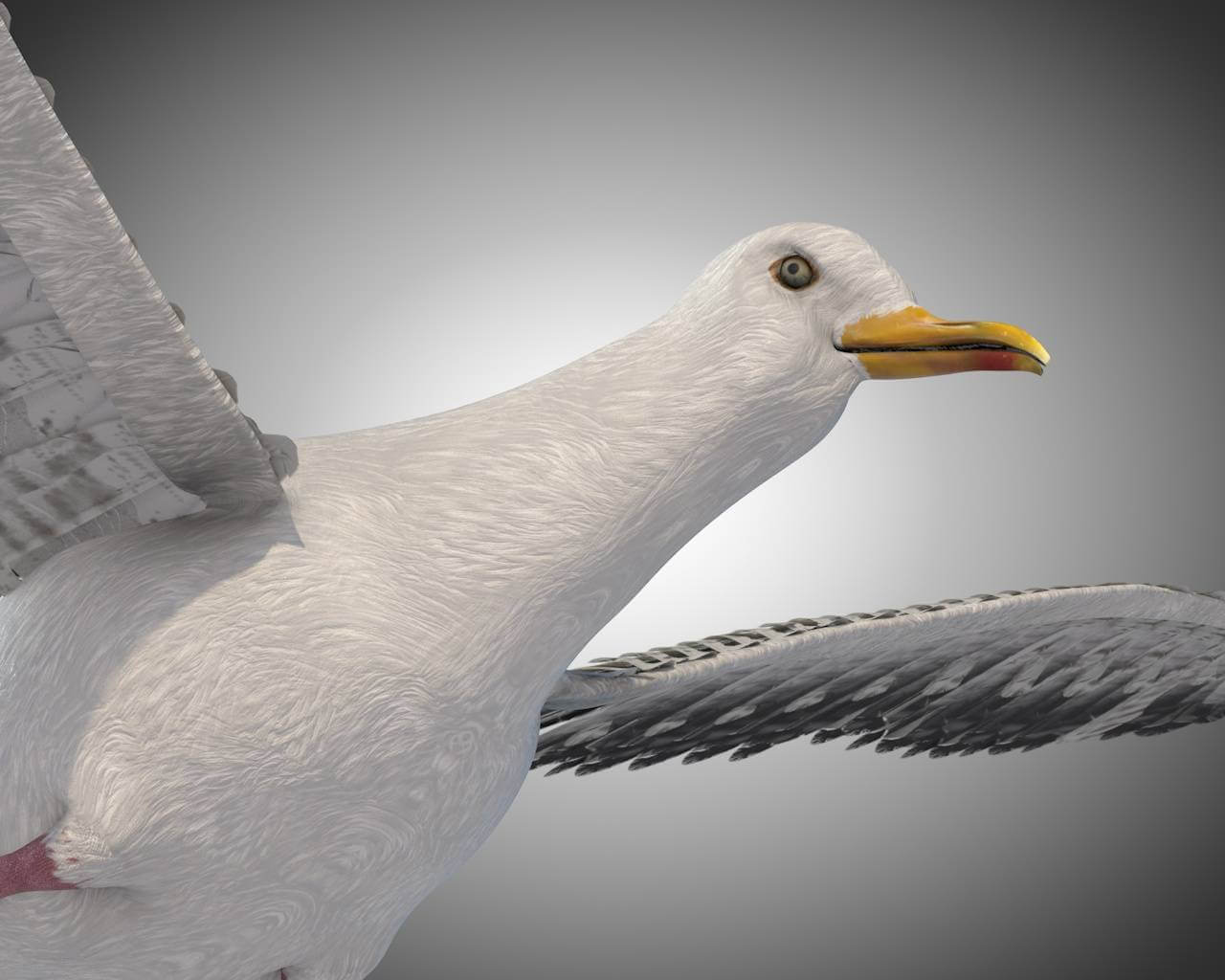 Seagull - 3D Model by 3dstudio