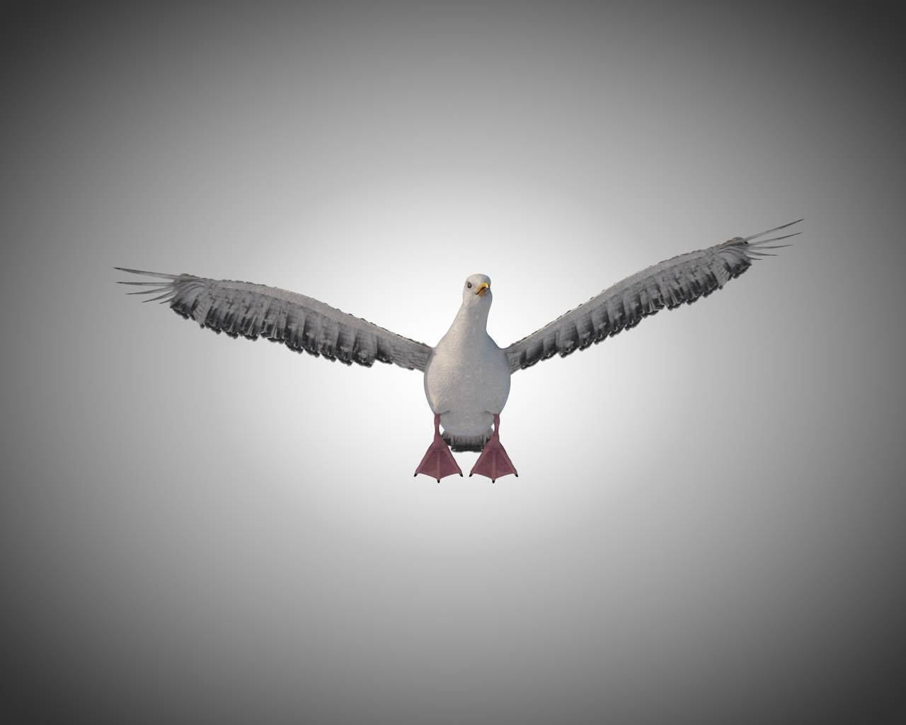 Seagull - 3D Model by 3dstudio