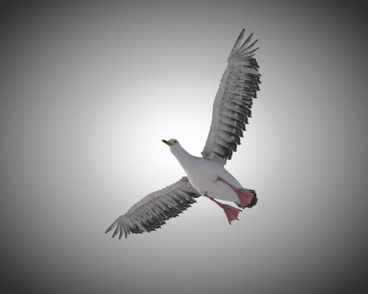 Seagull - 3D Model by 3dstudio