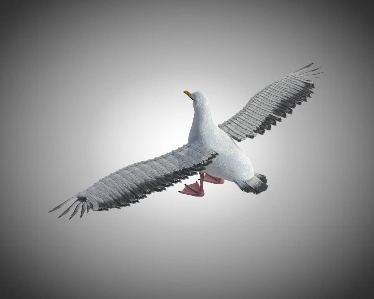 Seagull - 3D Model by 3dstudio