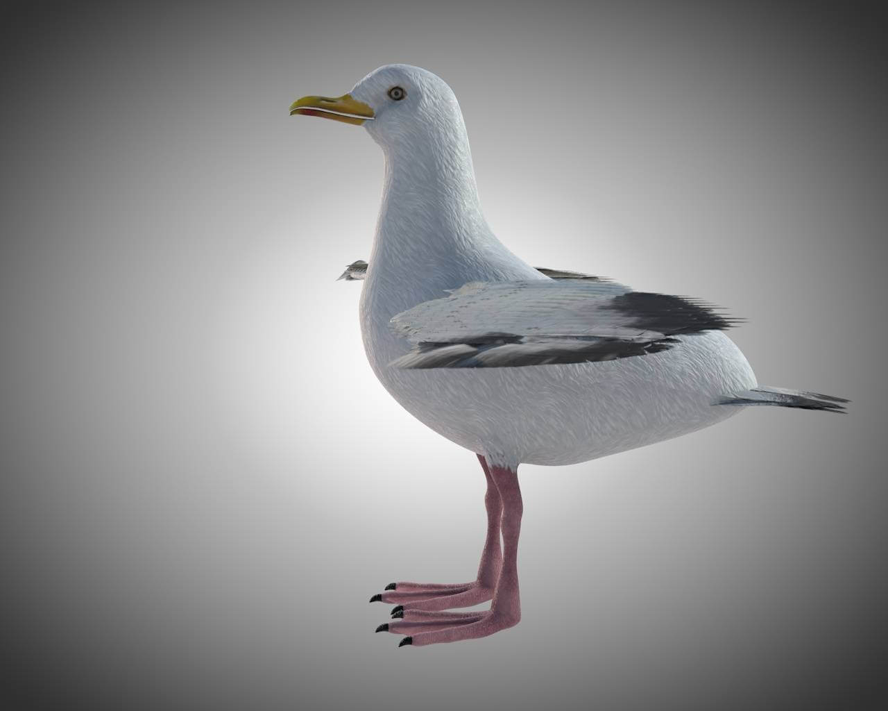 Seagull - 3D Model by 3dstudio