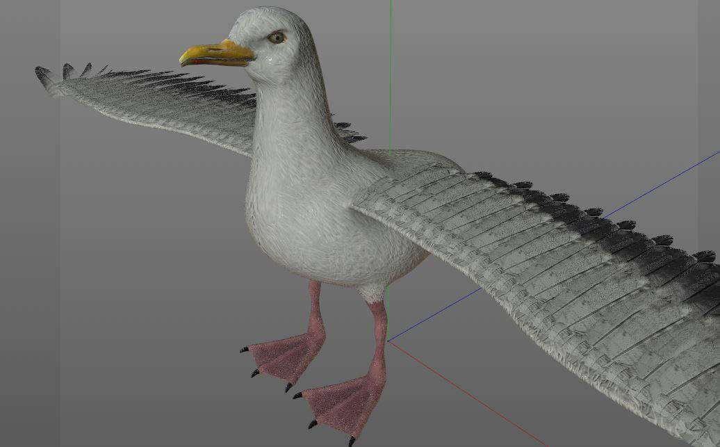 Seagull - 3D Model by 3dstudio