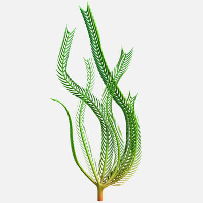 Seaweed 4 3D Model by 3dstudio