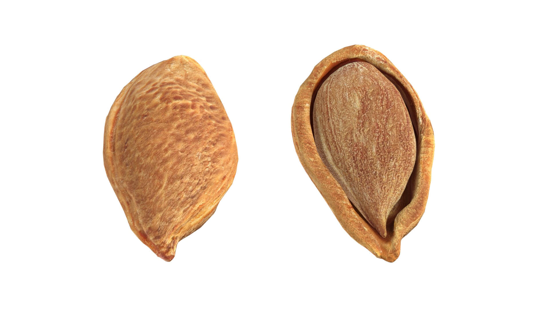 Seed Collection V1 - 3D Model by 3dstudio