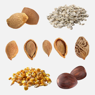 Seed Collection V1 - 3D Model by 3dstudio