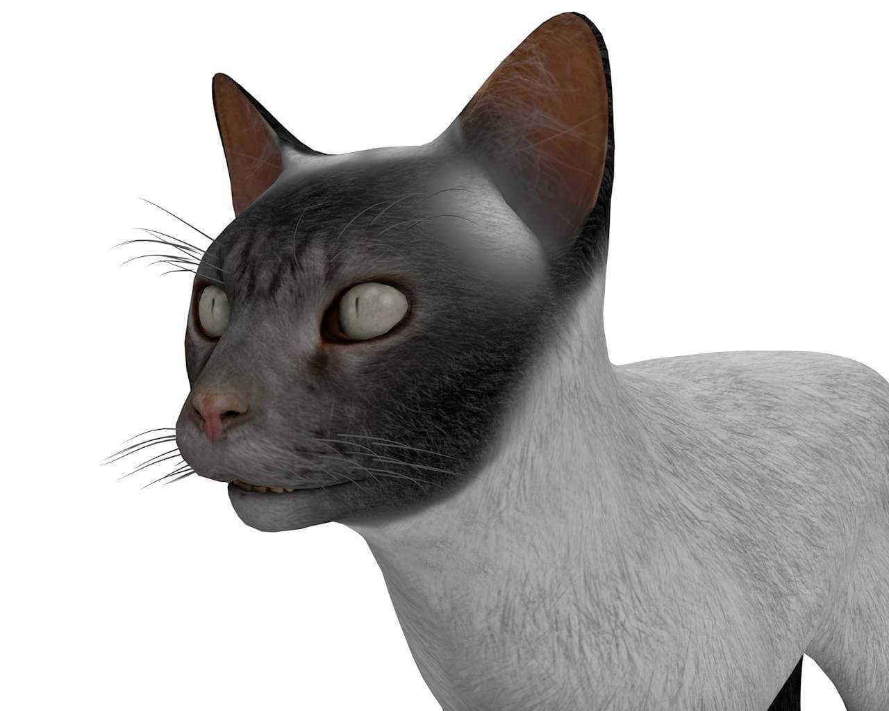 Siamese Cat - 3D Model by 3dstudio