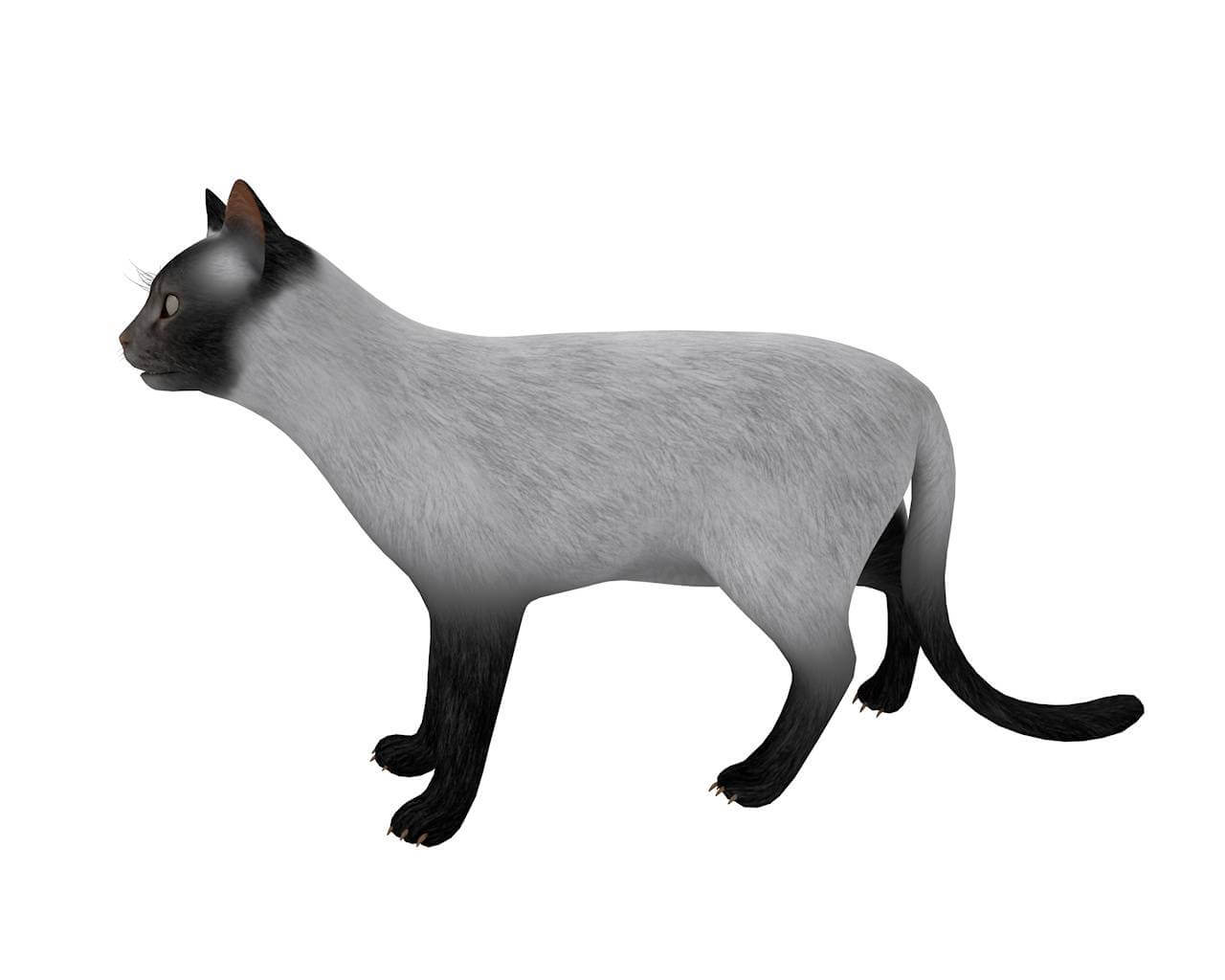Siamese Cat - 3D Model by 3dstudio