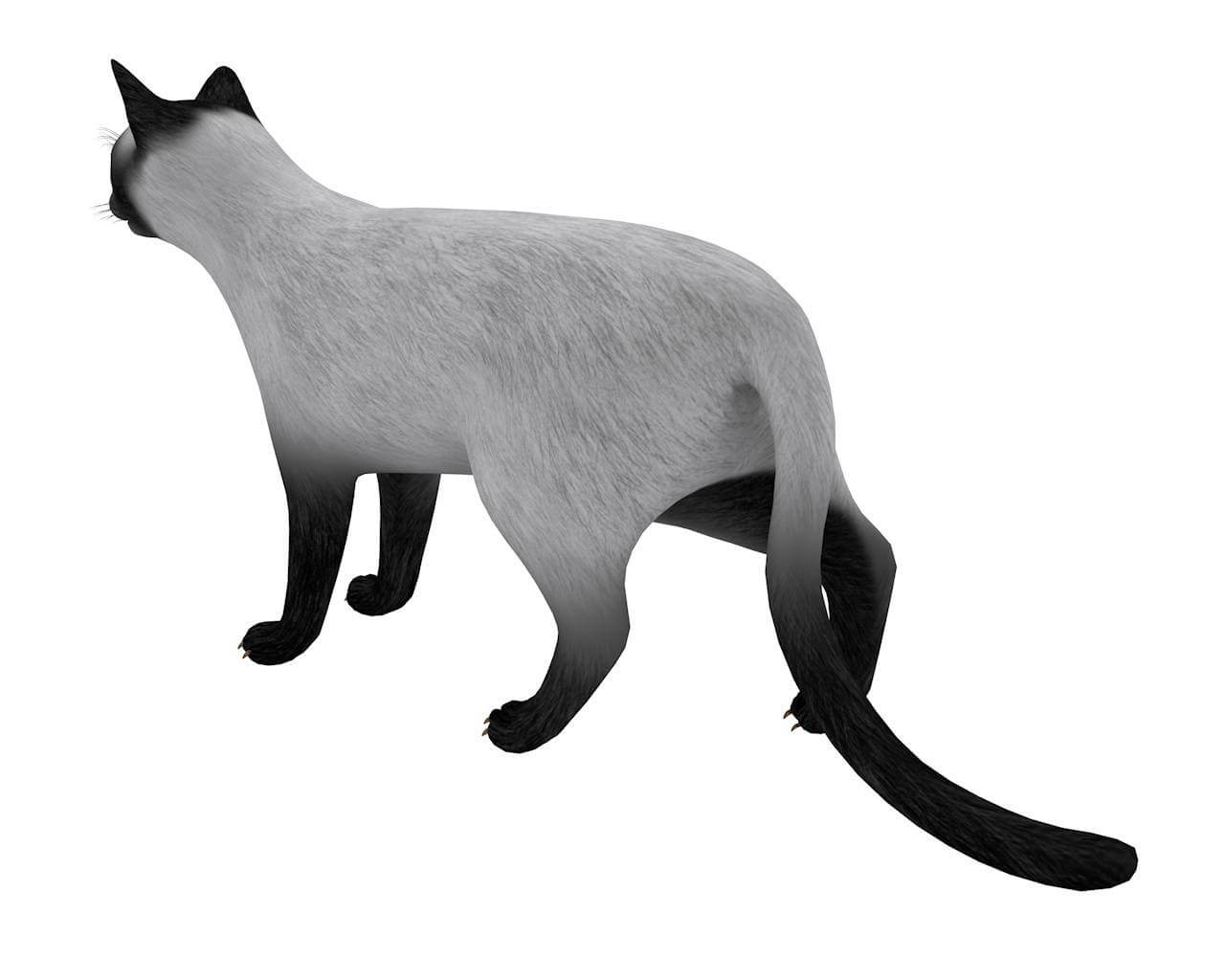 Siamese Cat - 3D Model by 3dstudio