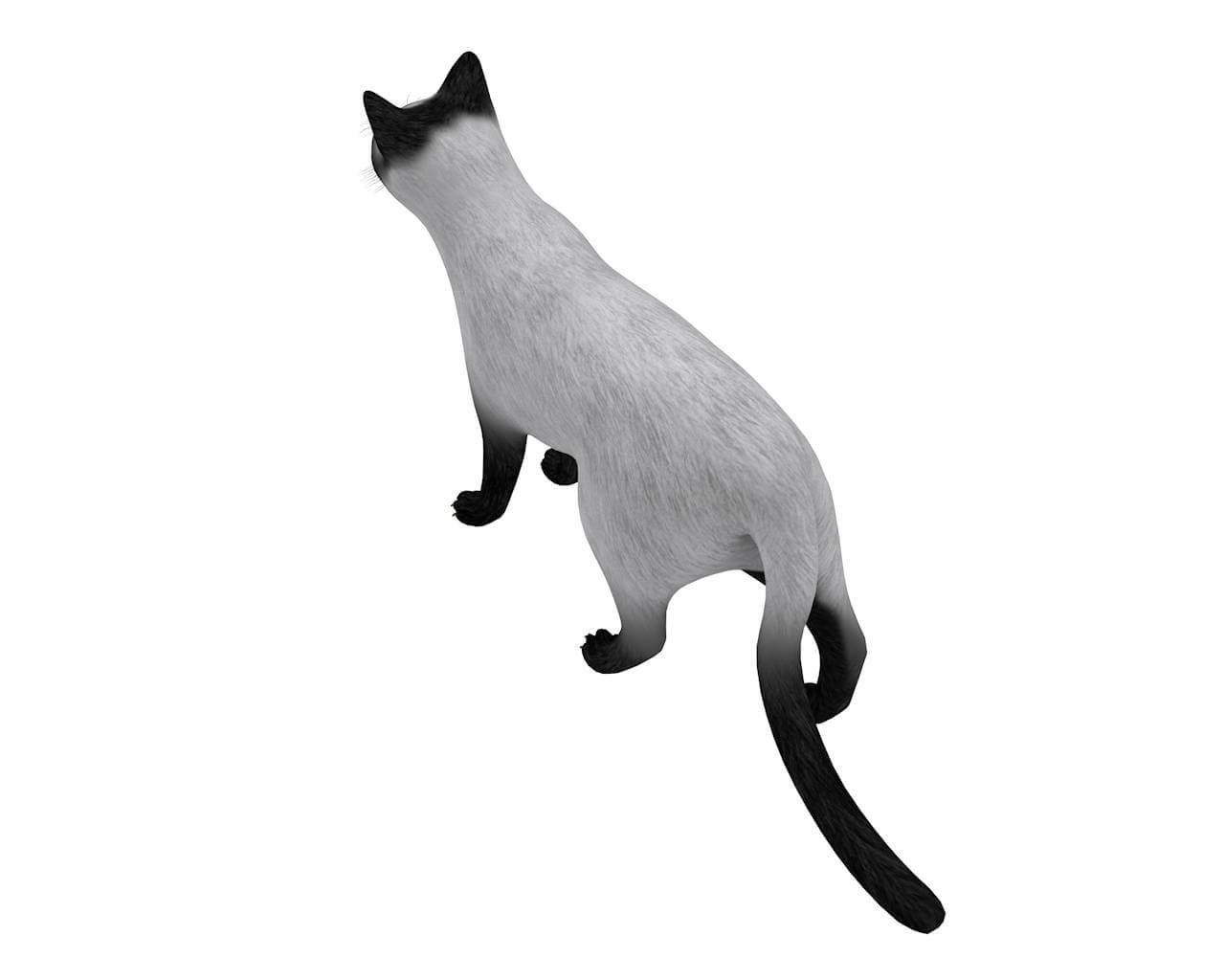 Siamese Cat - 3D Model by 3dstudio