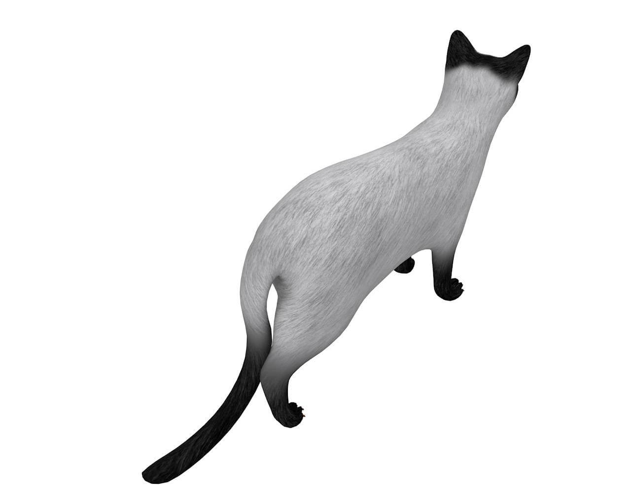 Siamese Cat - 3D Model by 3dstudio