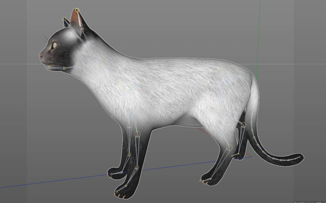 Siamese Cat - 3D Model by 3dstudio
