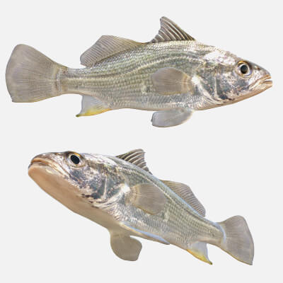 Silver Perch Fish - 3D Model by 3dstudio