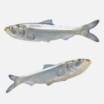 Skipjack Herring Fish - 3D Model by 3dstudio