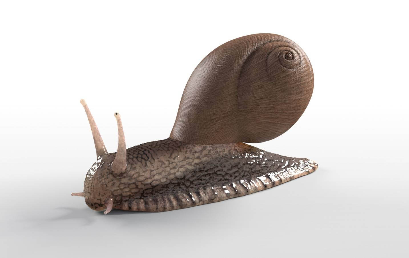 Snail - 3D Model by 3dstudio