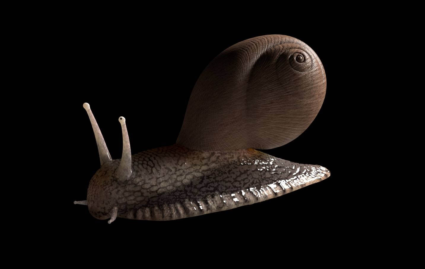 Snail - 3D Model by 3dstudio