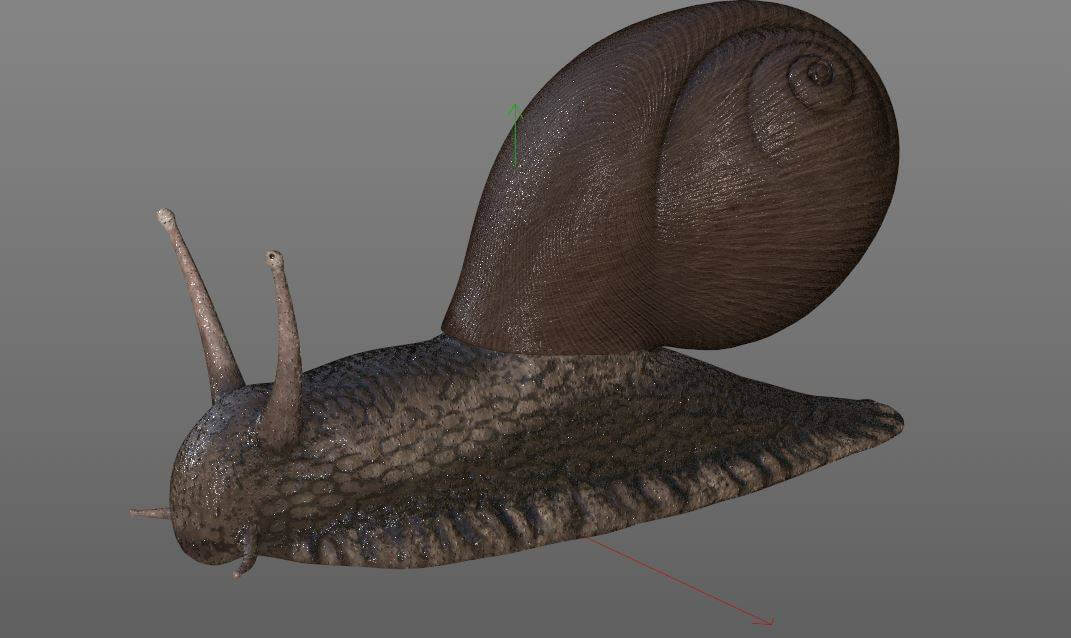 Snail - 3D Model by 3dstudio