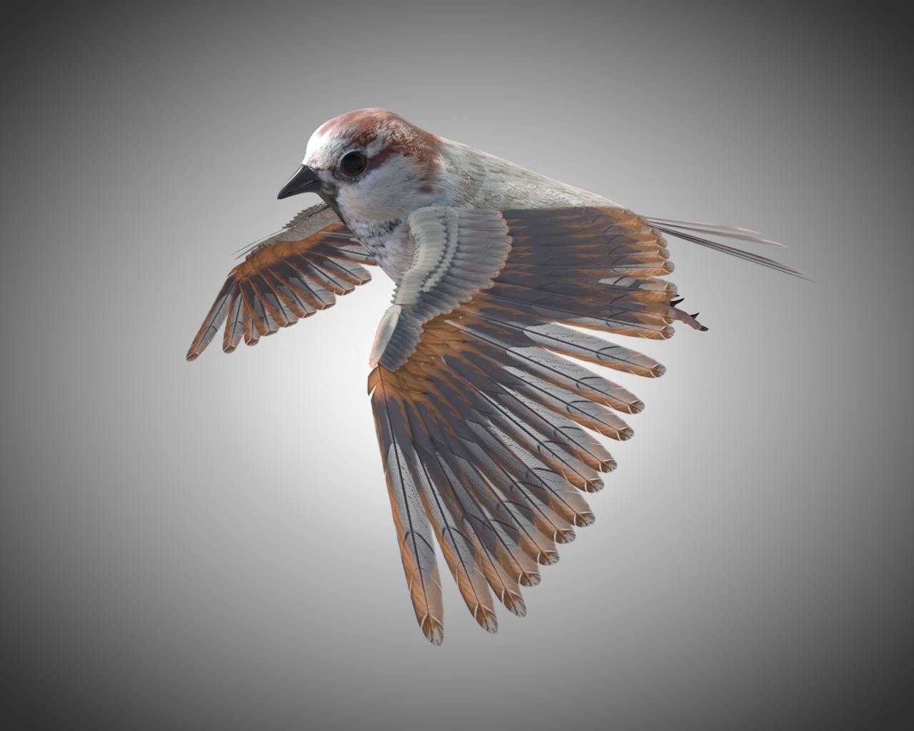 Sparrow - 3D Model by 3dstudio