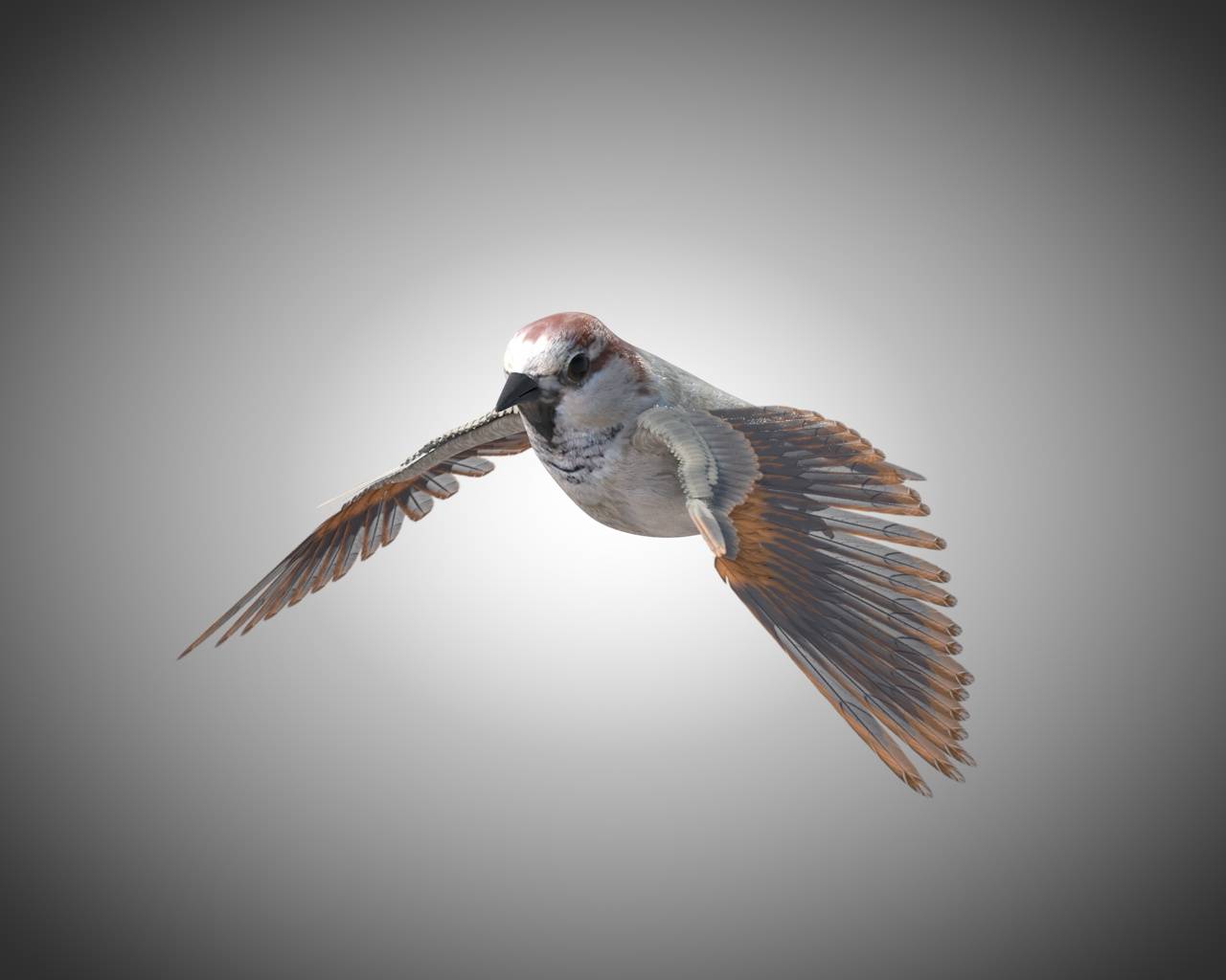 Sparrow - 3D Model by 3dstudio