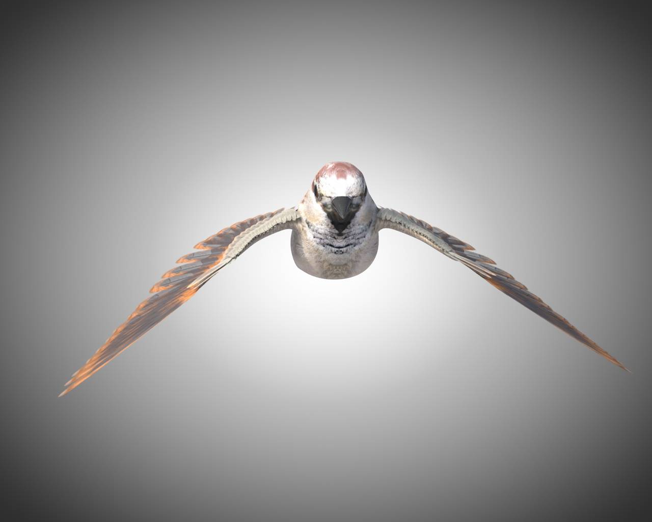 Sparrow - 3D Model by 3dstudio