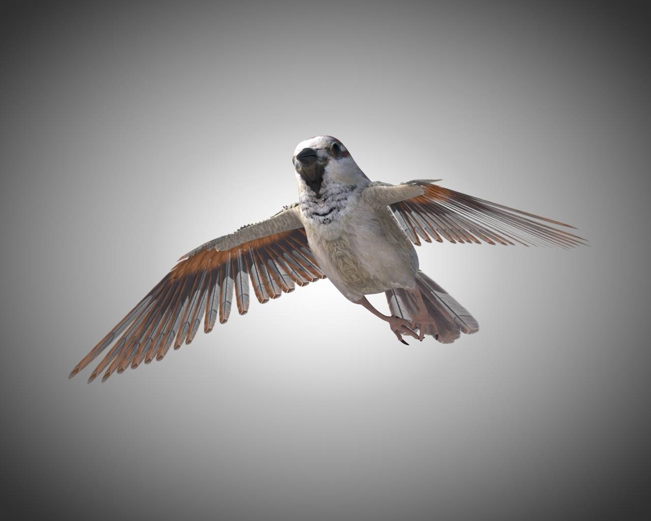 Sparrow - 3D Model by 3dstudio