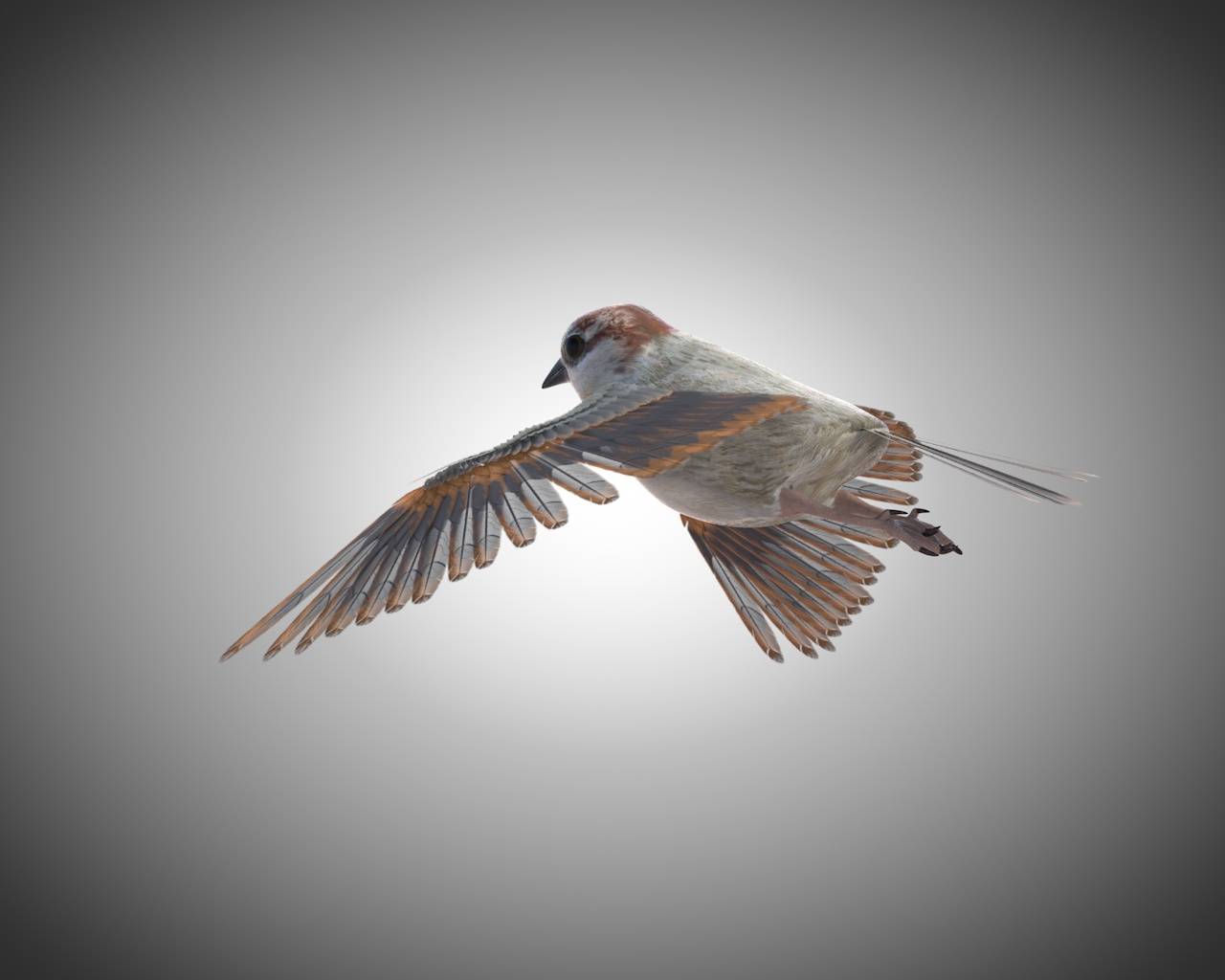 Sparrow - 3D Model by 3dstudio