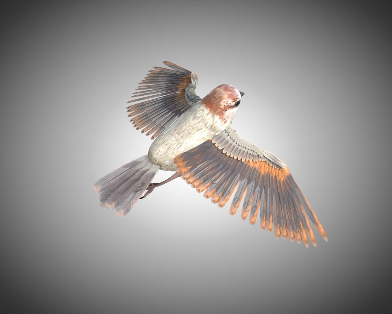 Sparrow - 3D Model by 3dstudio