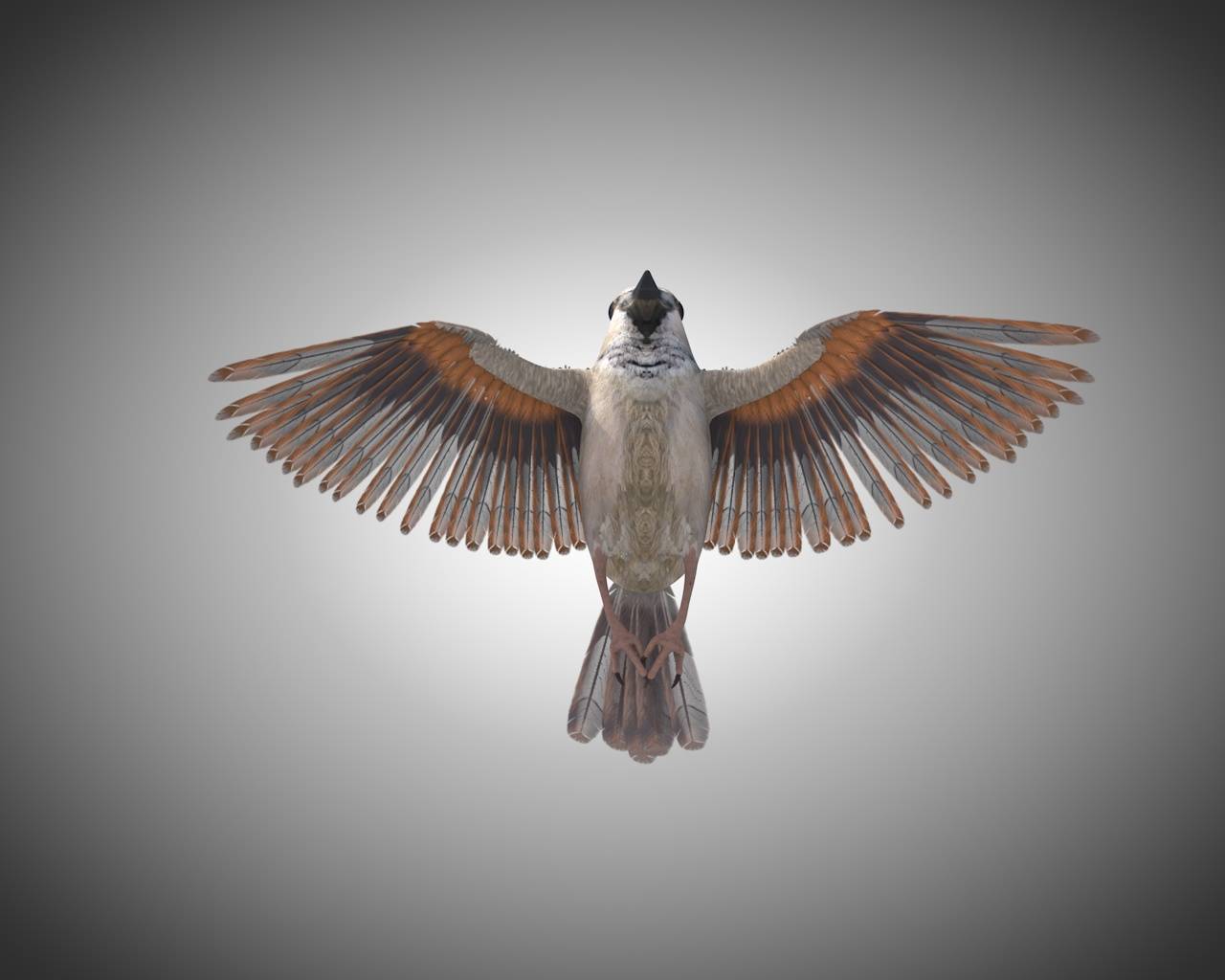 Sparrow - 3D Model by 3dstudio